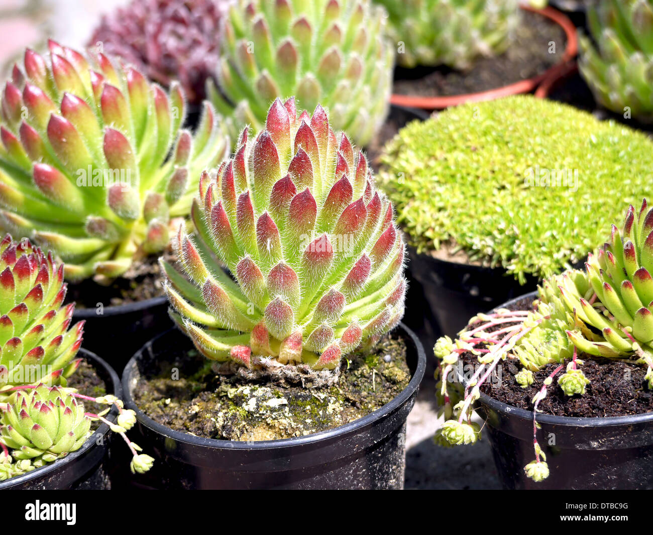 Sengreen hi-res stock photography and images - Alamy