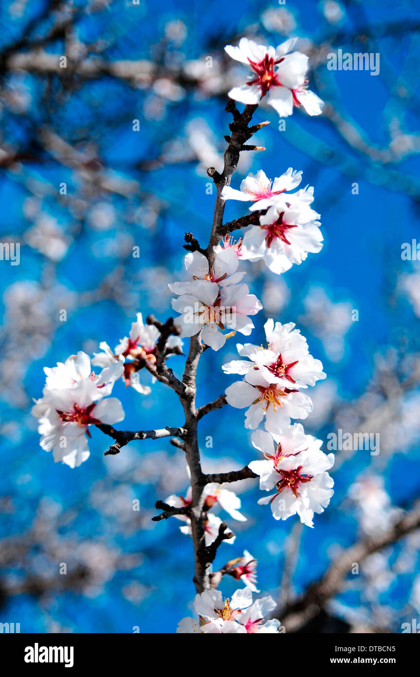 closeup of an almond tree in full bloom Stock Photo - Alamy