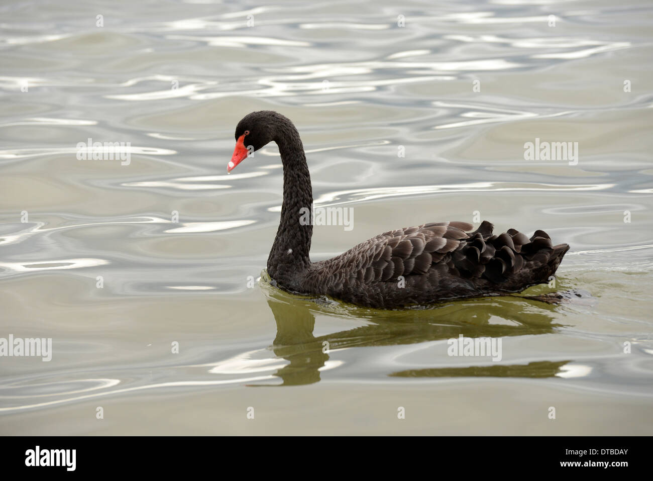 Black swan (Cygnus atratus), an Australian native which has also ...