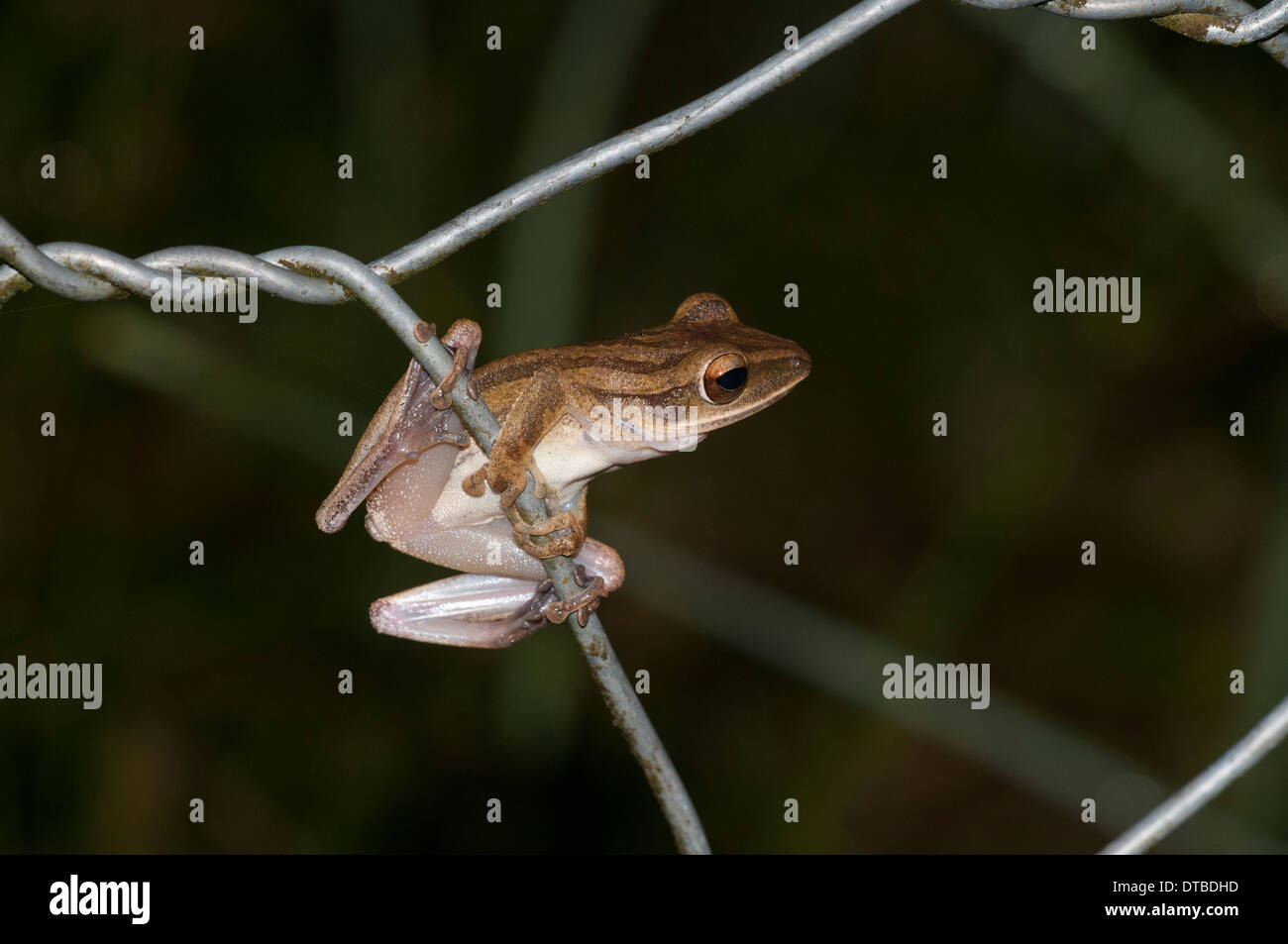 Frog fence hi-res stock photography and images - Alamy