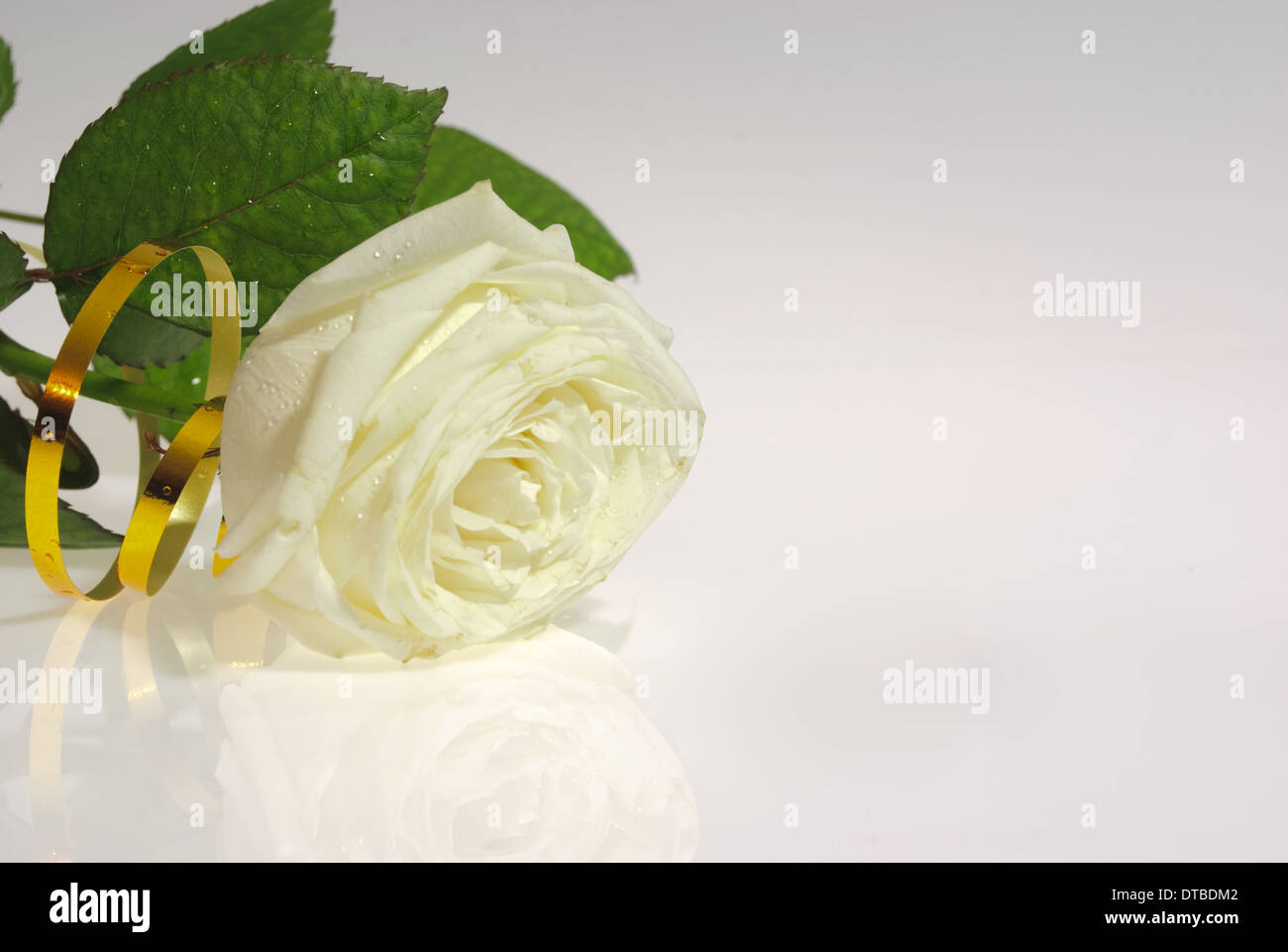 Still life with one white rose and gold ribbon with reflection Stock ...
