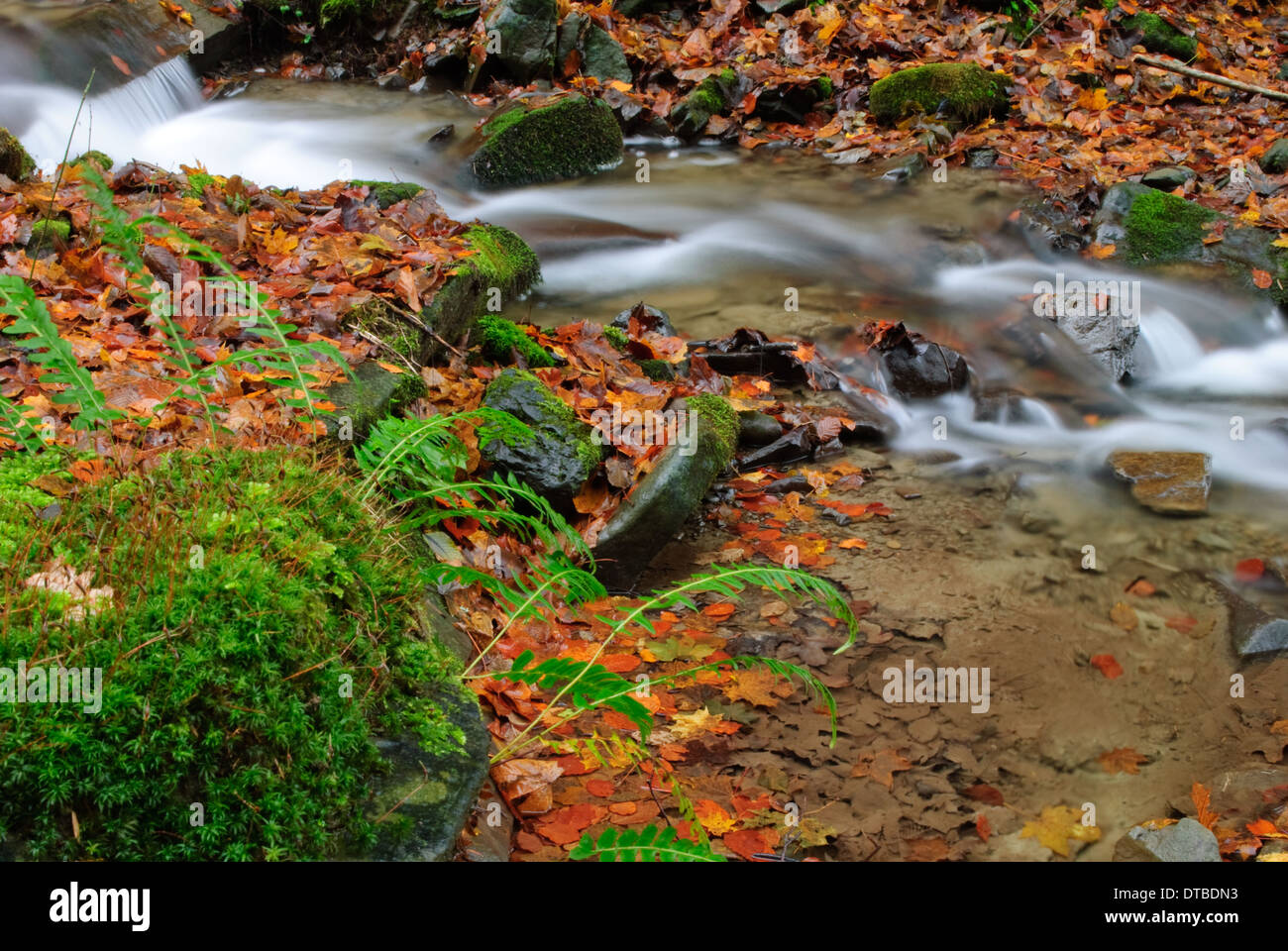 Mountain river is running down in autumnal forest Stock Photo - Alamy