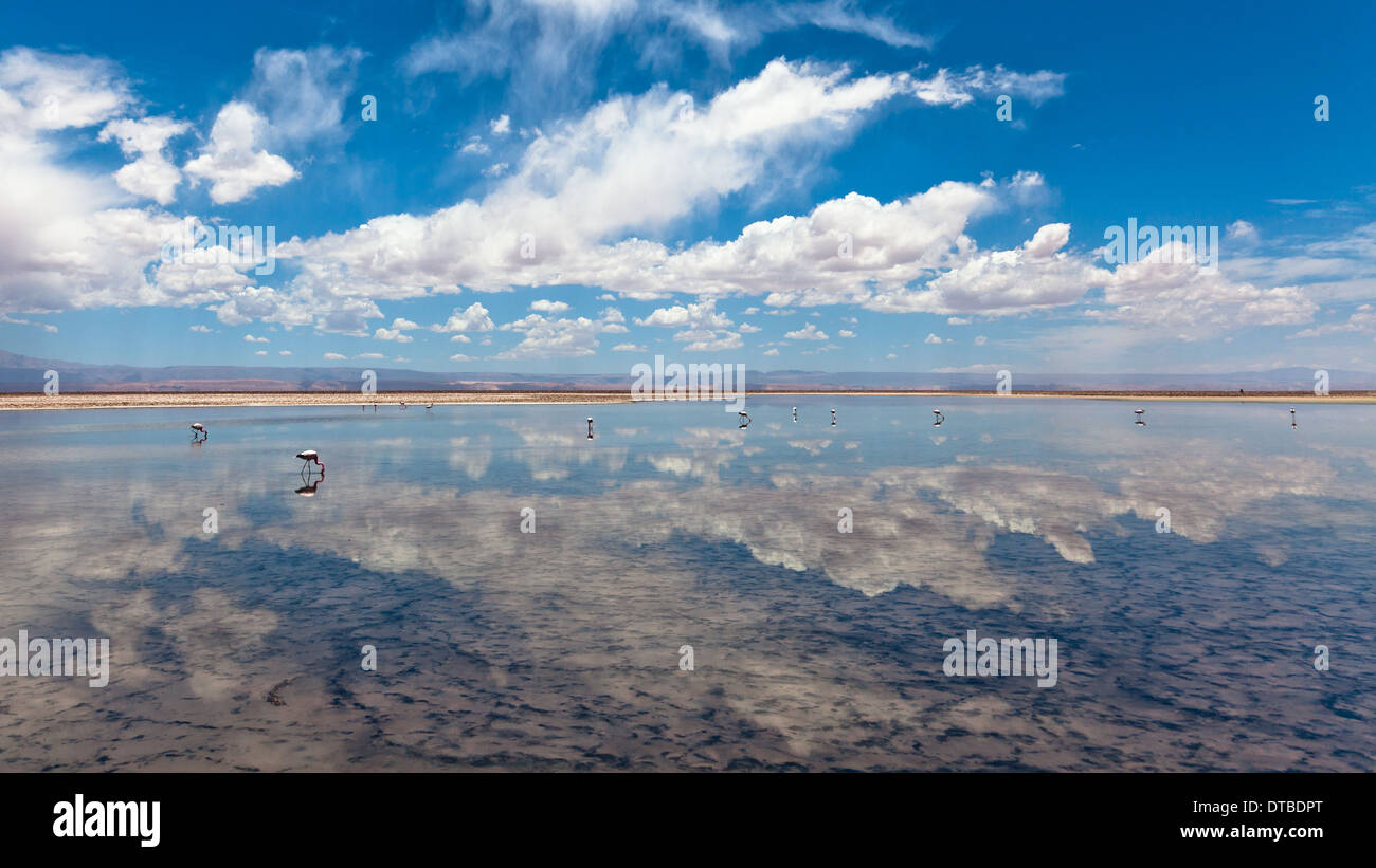 Chaxa lake hi-res stock photography and images - Alamy