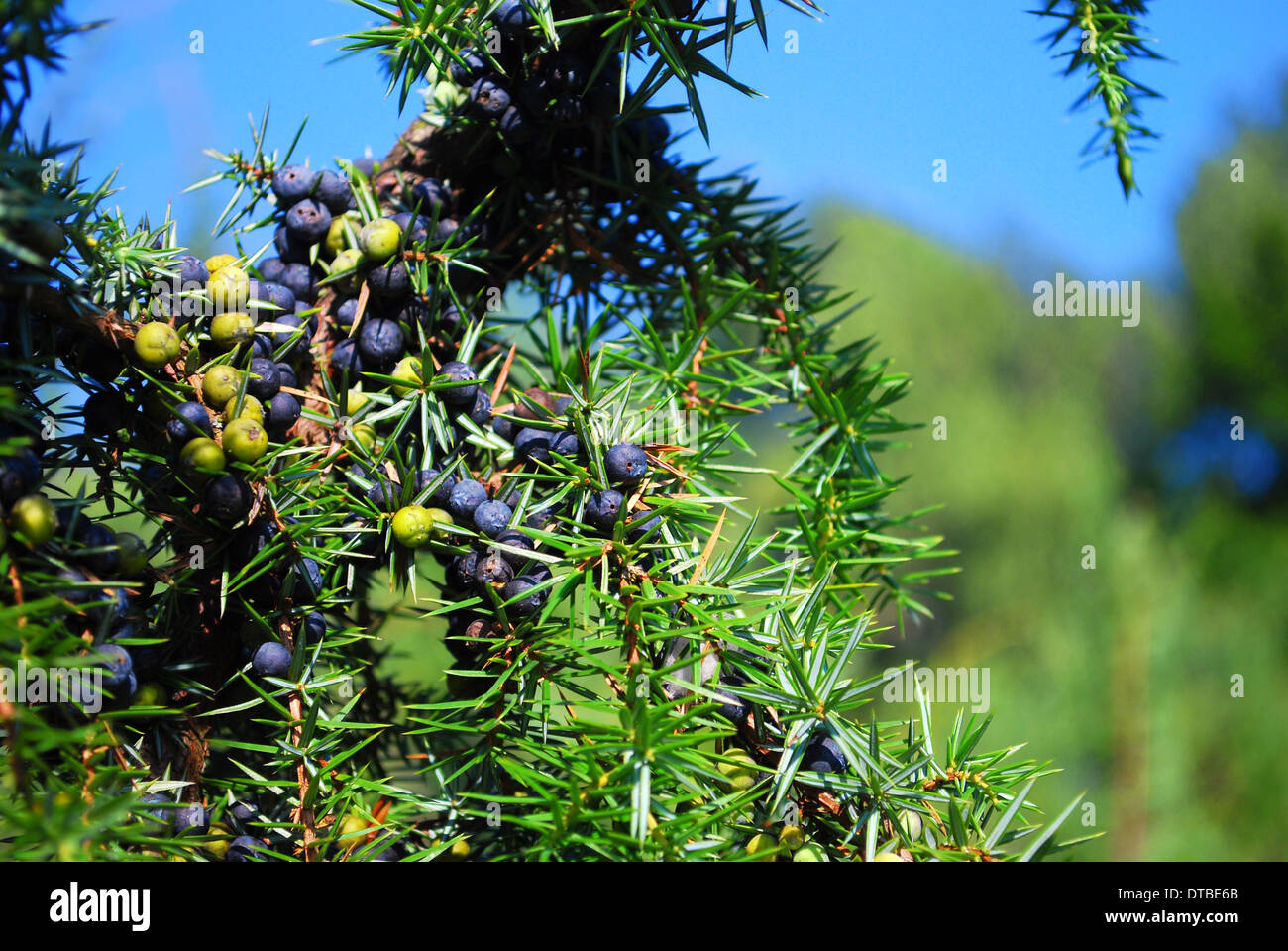 Junipers berry in forest hi-res stock photography and images - Alamy