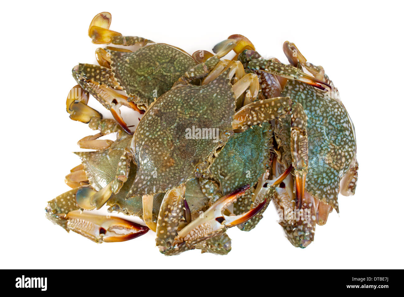 blue crab on white background Stock Photo - Alamy
