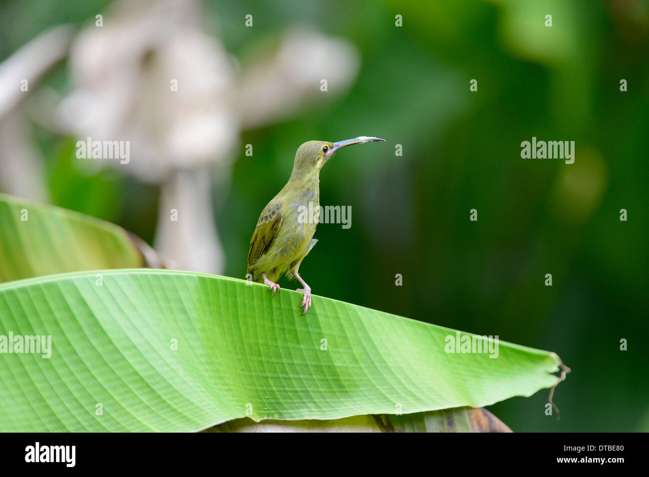 Spiderhunter bird hi-res stock photography and images - Alamy