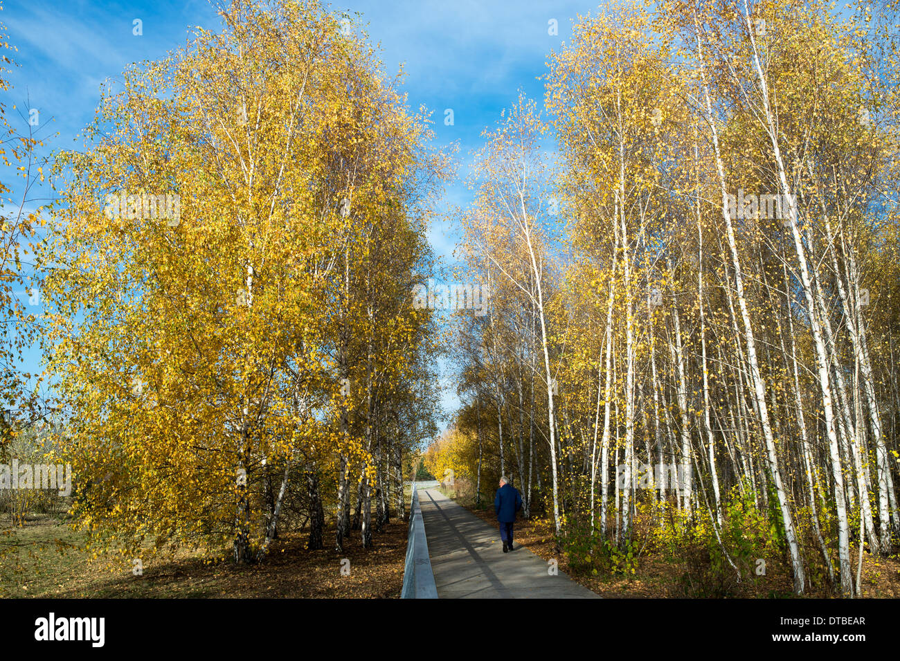 Birkengewaechs hi-res stock photography and images - Alamy