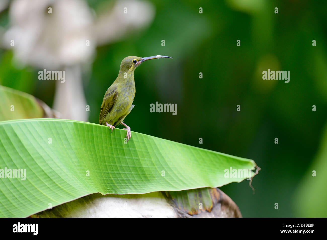Spectacled spiderhunter hi-res stock photography and images - Alamy