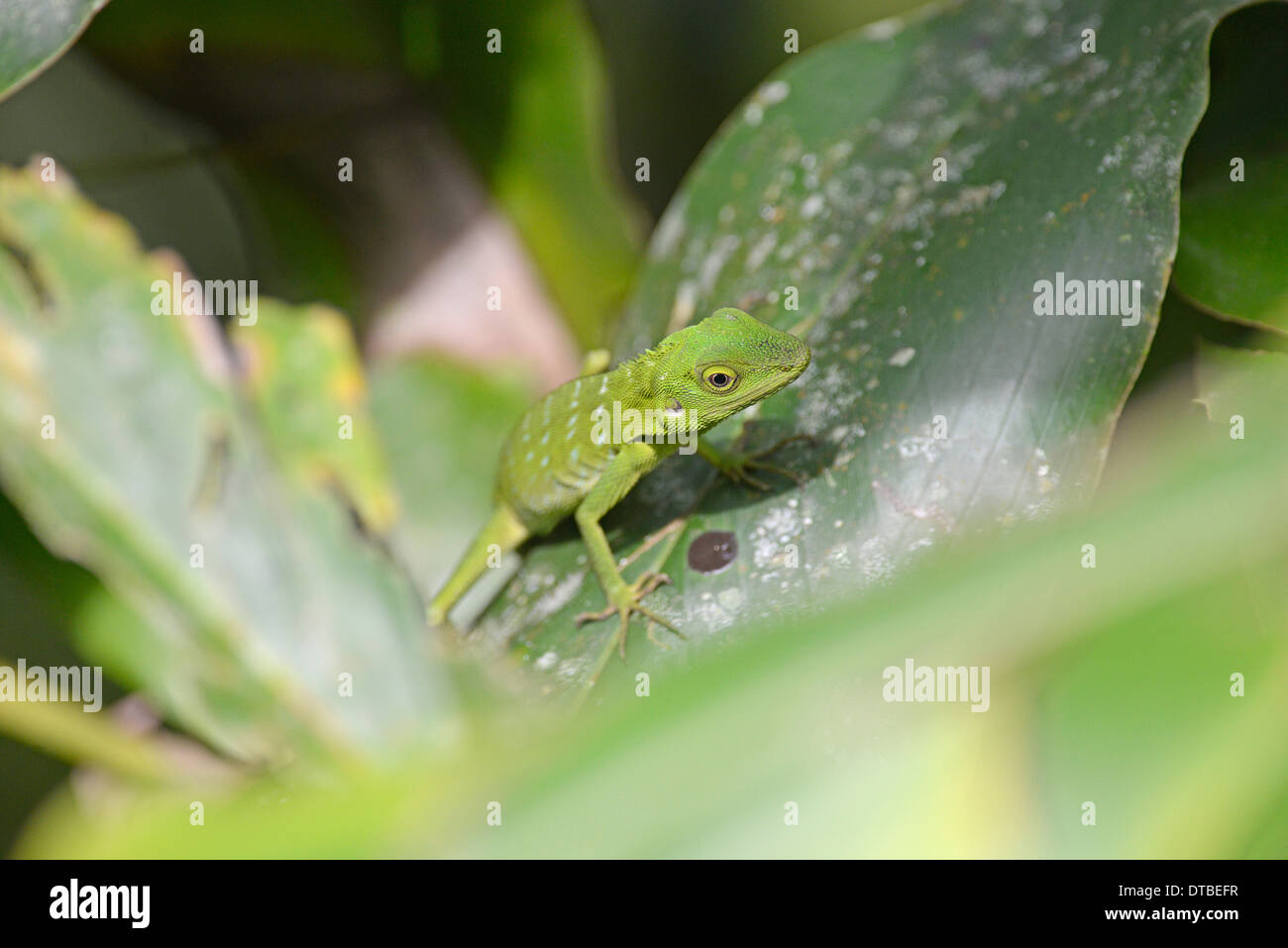 Crested green lizard (Bronchocela cristatella). A familiar diurnal and ...