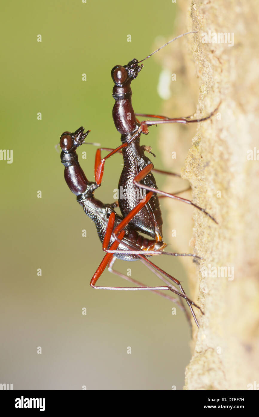 Tricondyla annulicornis tiger beetles mating in Khao Yai National Park ...