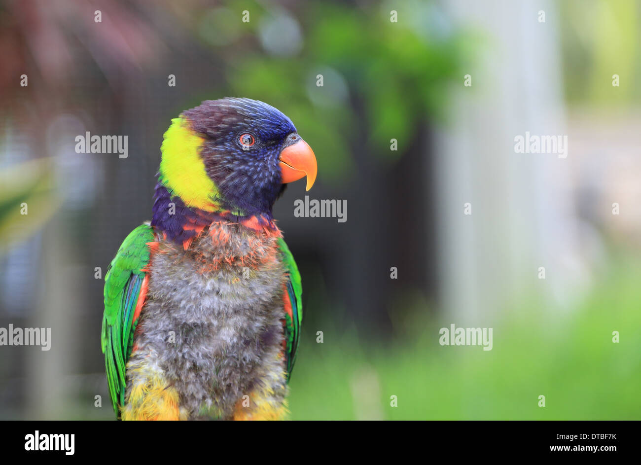 Closeup view of a colorful parrot Stock Photo - Alamy