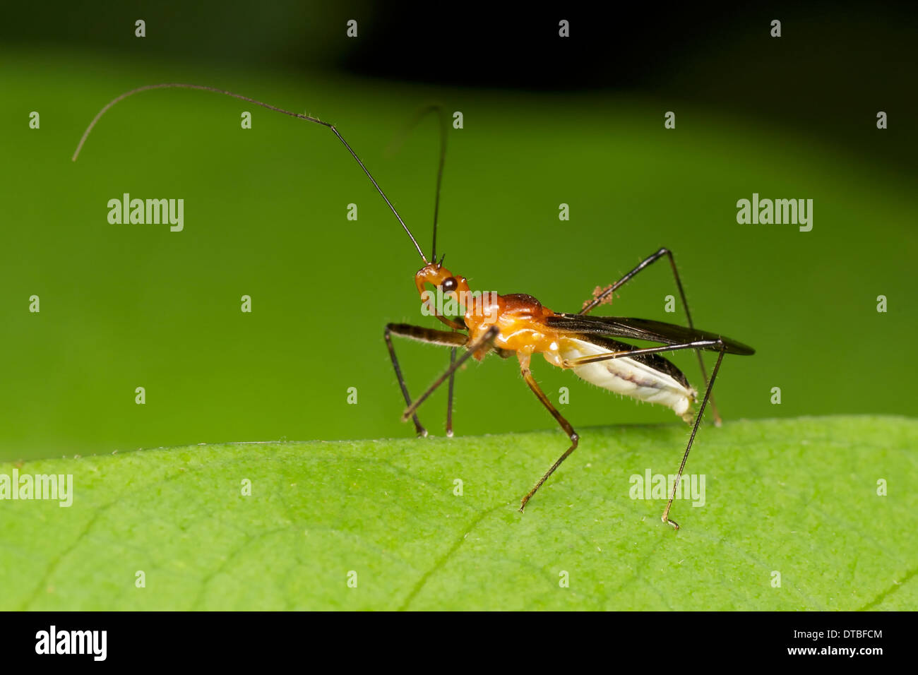 Reduviidae Assassin bug Stock Photo - Alamy