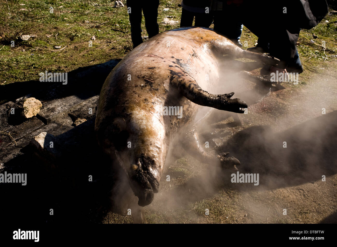 Matanza de cerdo hi-res stock photography and images - Alamy