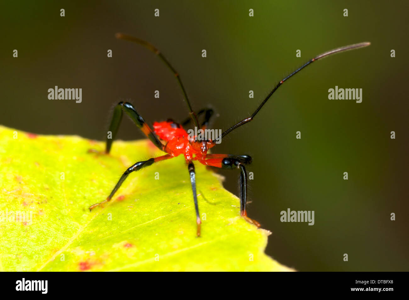 Reduviidae Assassin bug Stock Photo - Alamy
