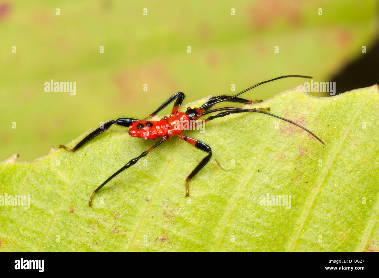 Reduviidae hi-res stock photography and images - Alamy