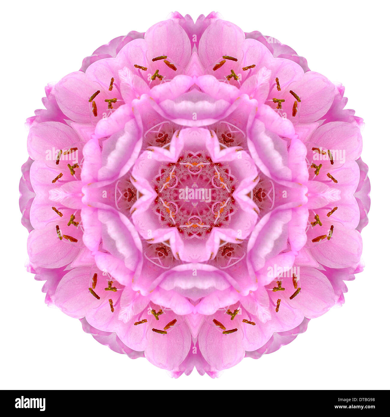Kaleidoscopic Ball Dombeya Flower Mandala Isolated on White Background ...