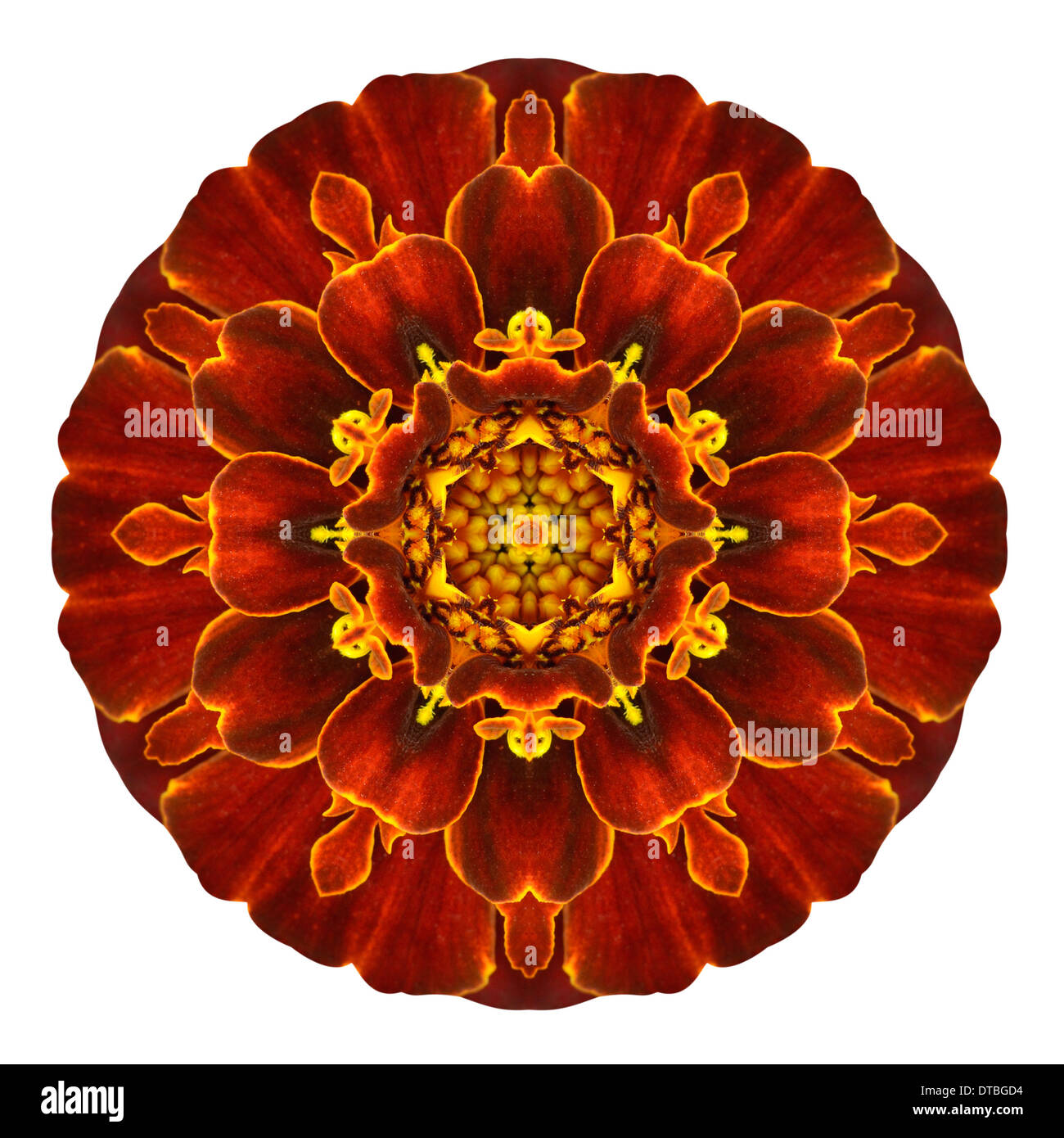 Red Concentric Marigold Flower Isolated on White Background ...