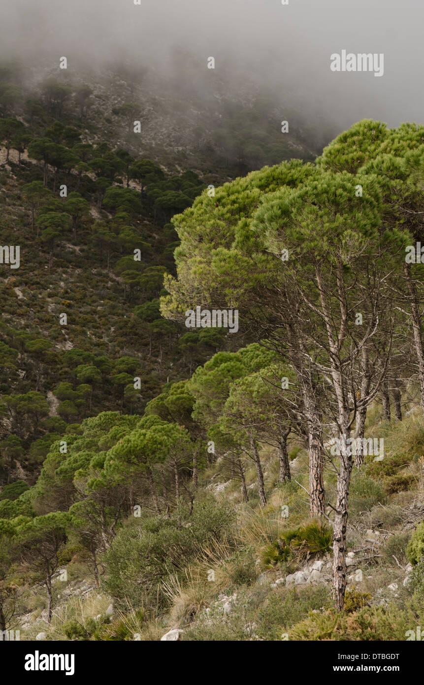 Pinus halepensis hi-res stock photography and images - Alamy