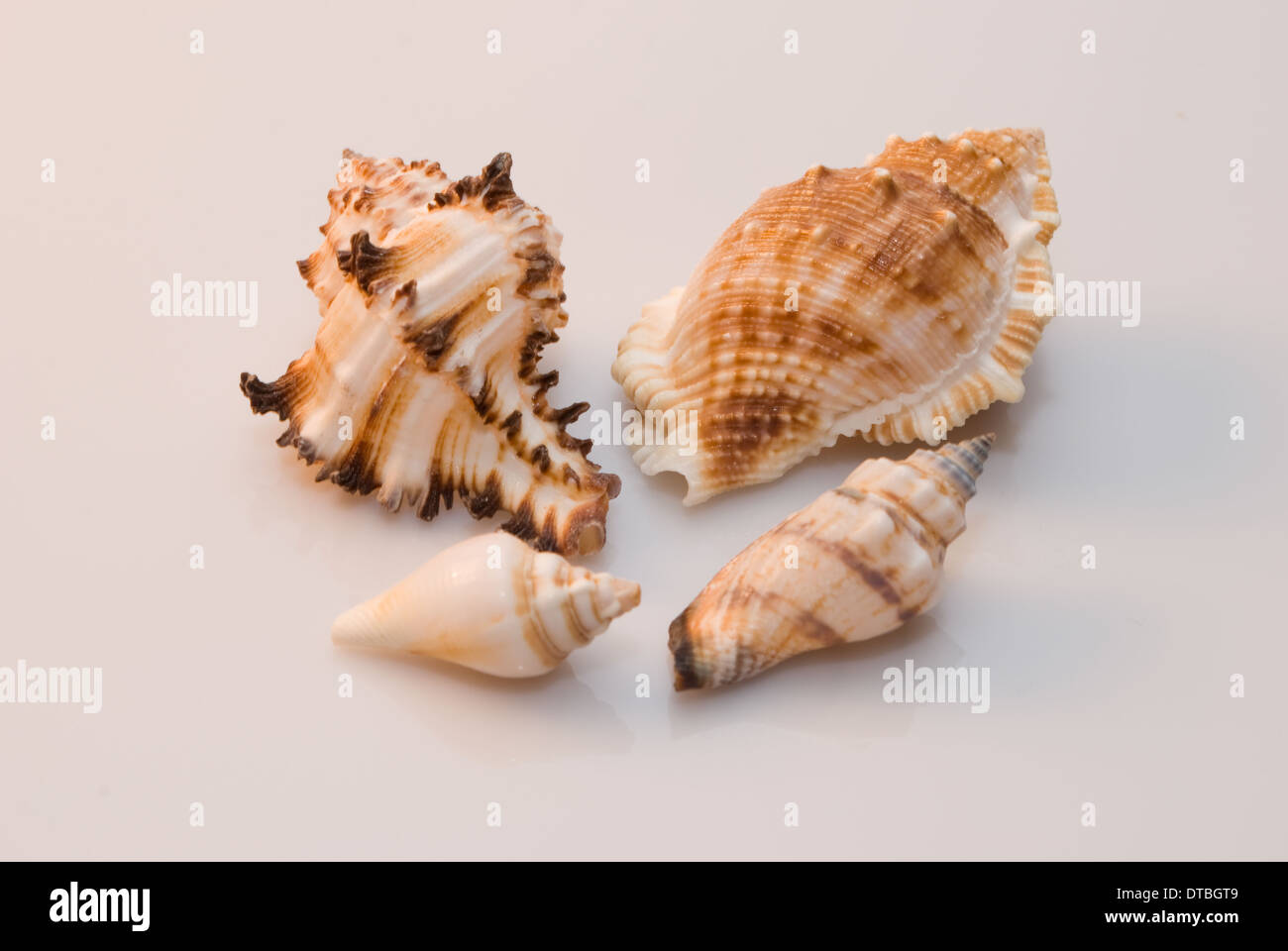 Shells isolated on white background Stock Photo - Alamy