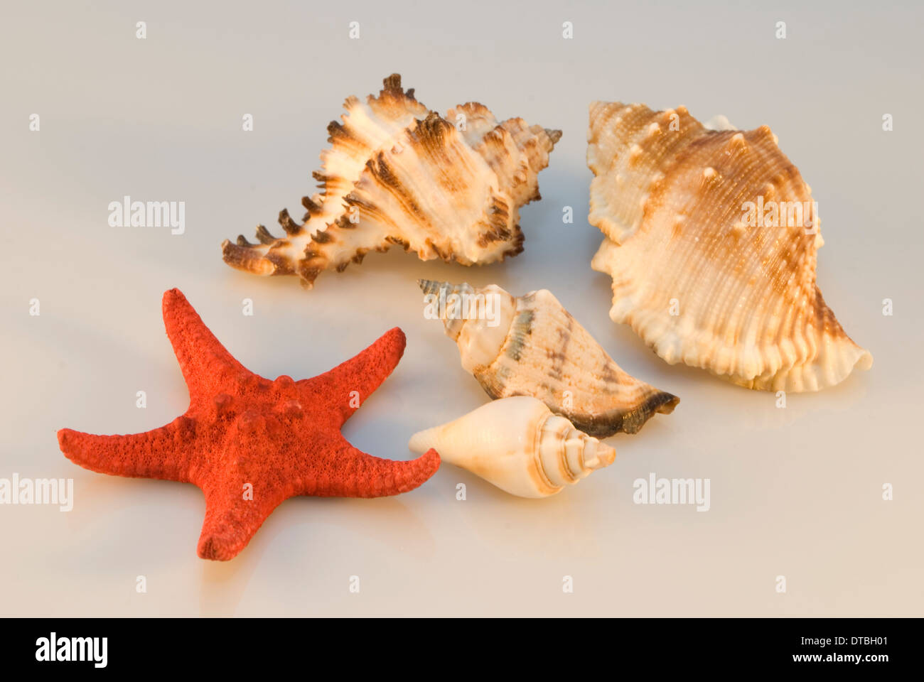 Shells and red star isolated Stock Photo - Alamy