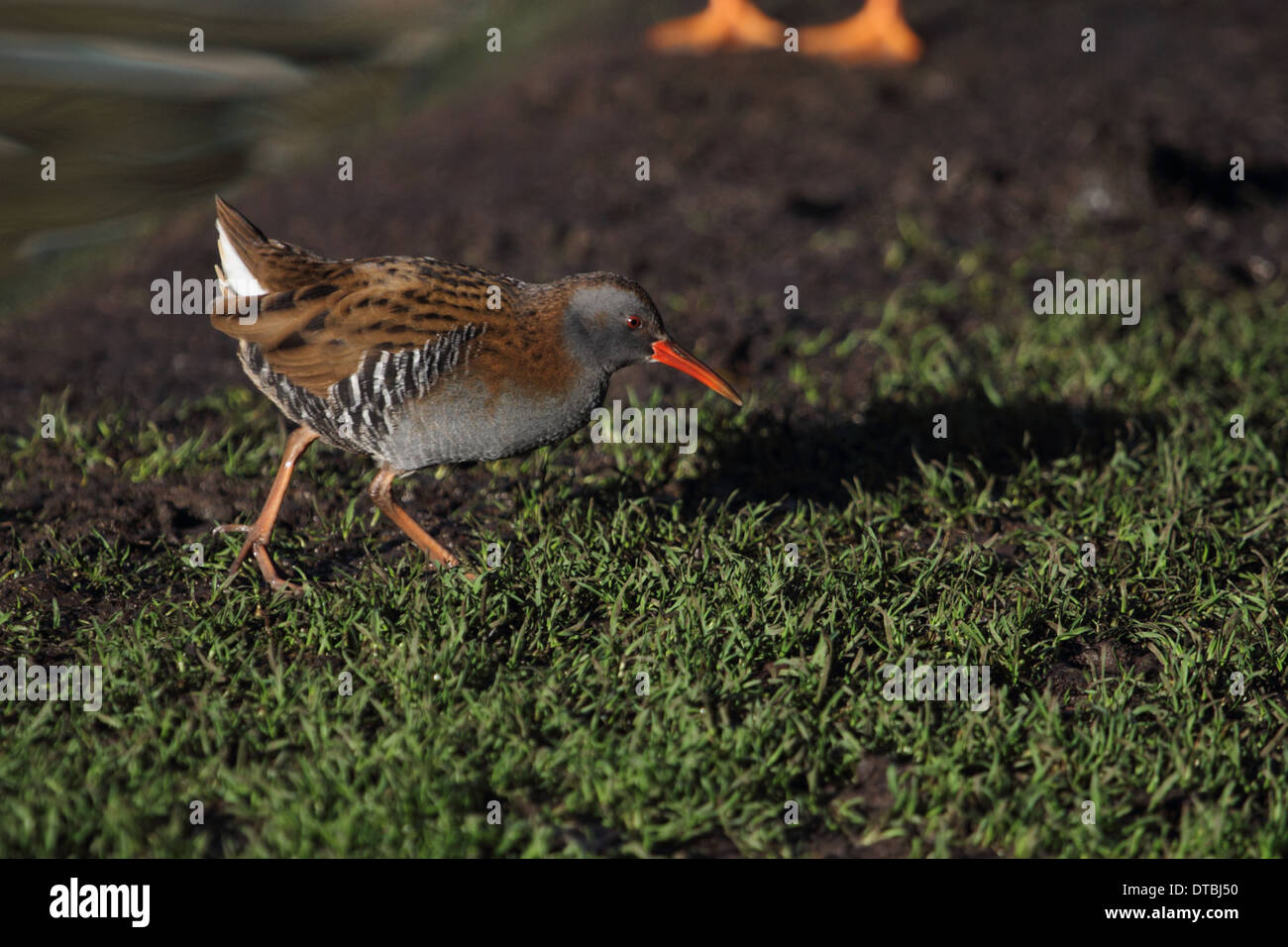 Waterfoul hi-res stock photography and images - Alamy