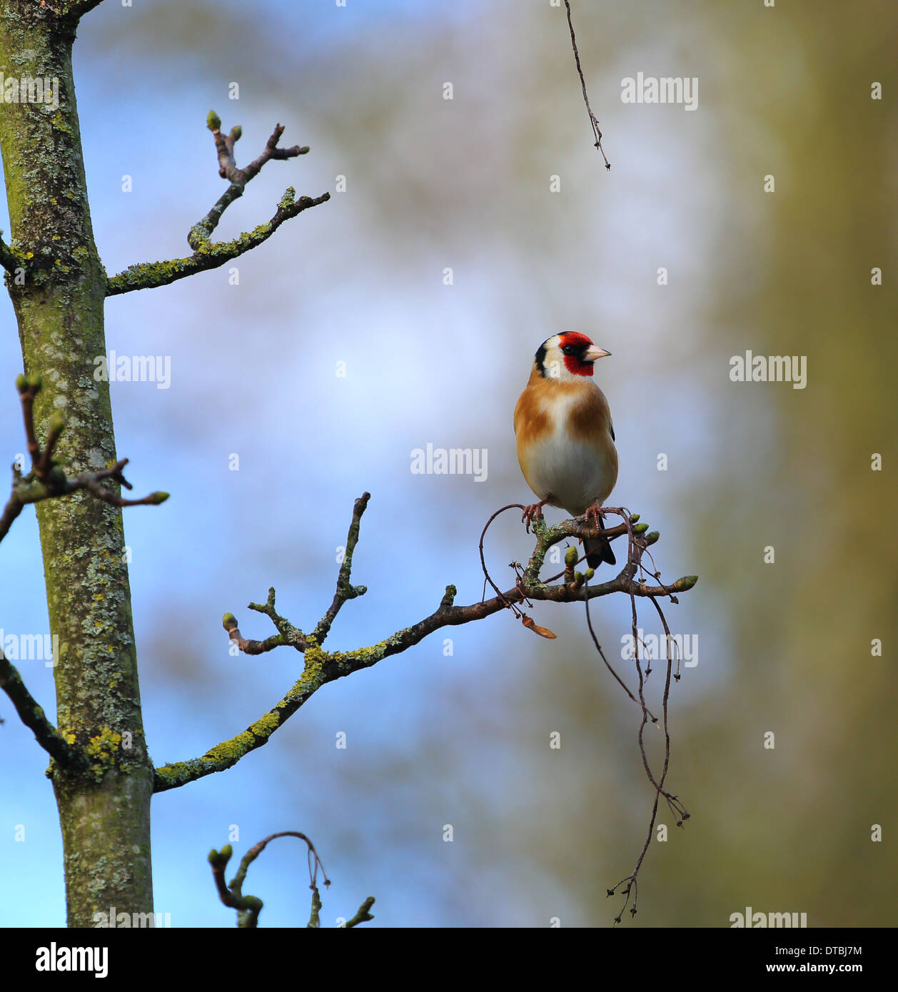 Goldfinch goldfinches birds hi-res stock photography and images - Alamy