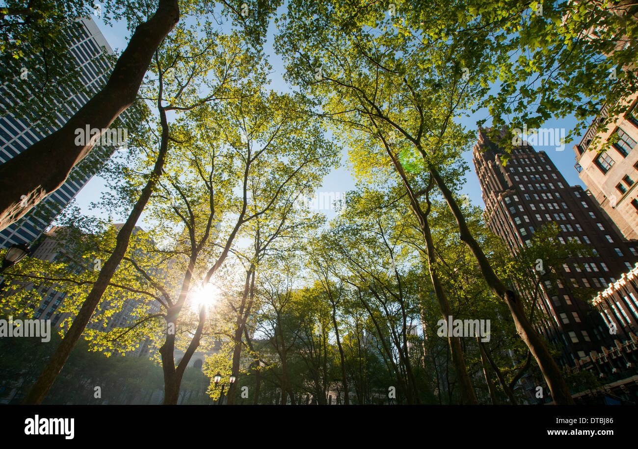 Morning sunshine through tree green hi-res stock photography and images ...