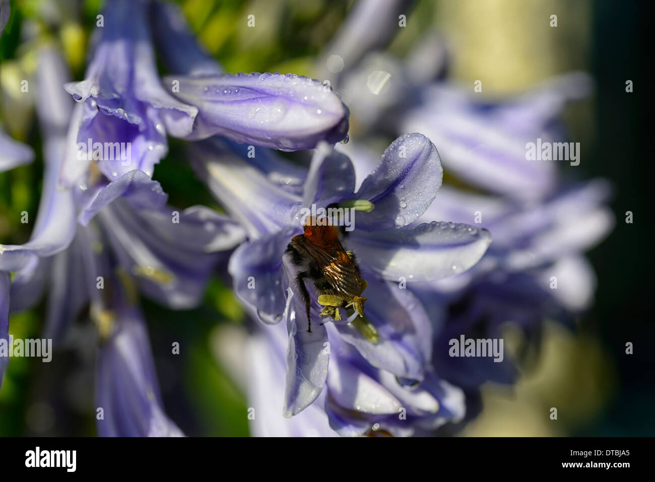 Blue striped bee hi-res stock photography and images - Alamy