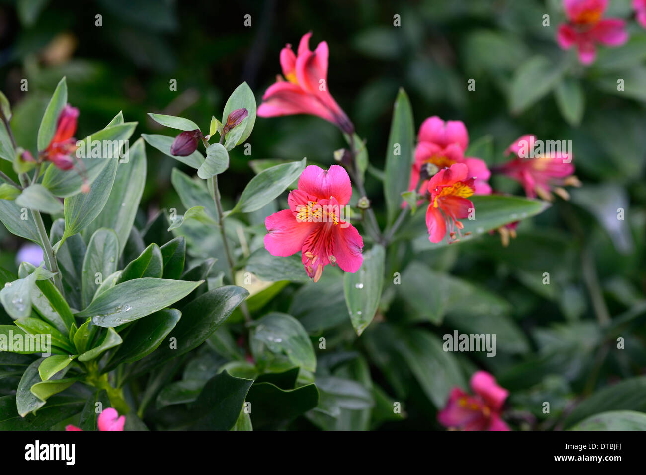 alstroemeria bonanza Hybrid Alstroemerias Peruvian Lilies lily red ...