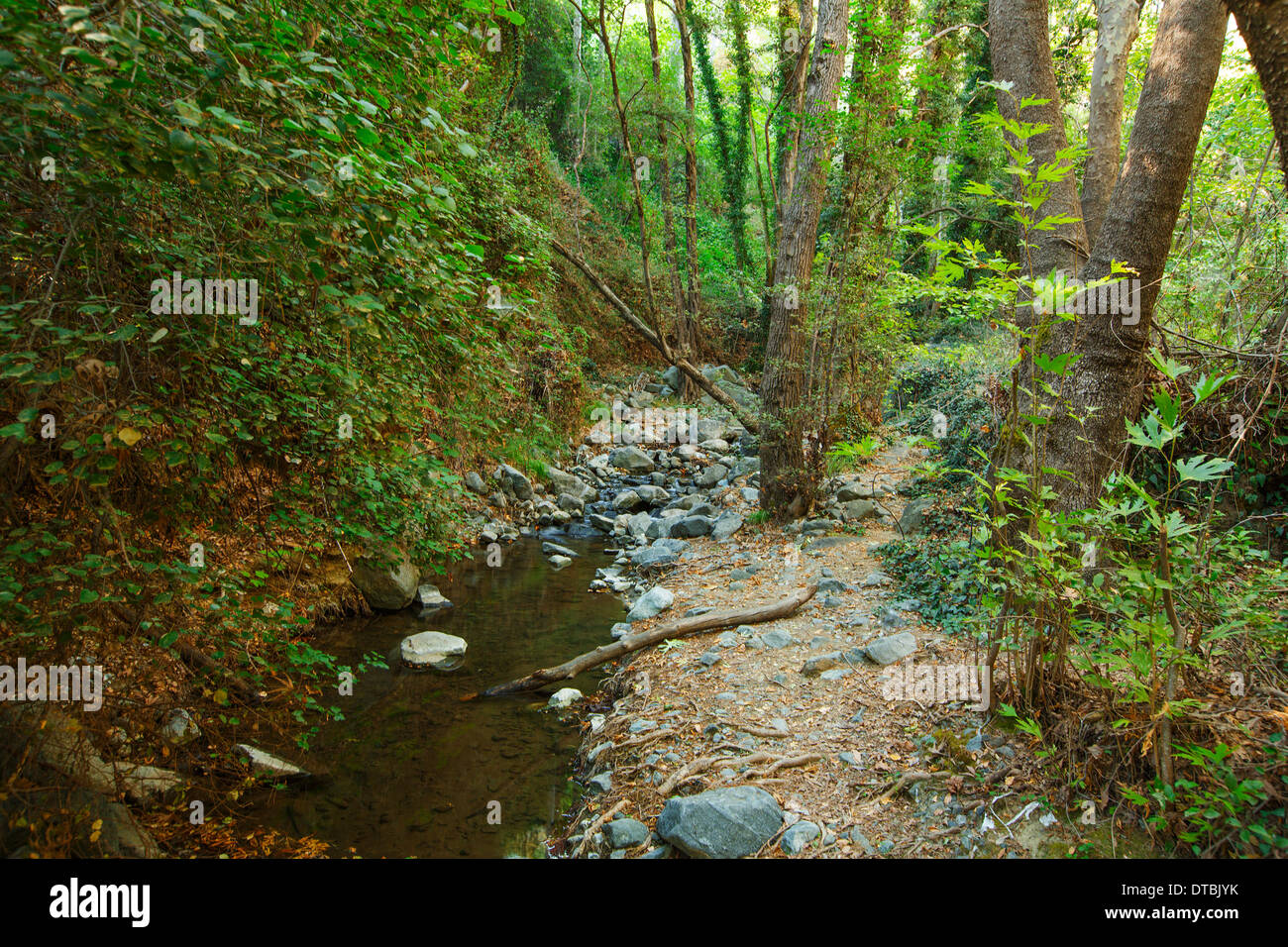 Landscape with pine-tree forest and small river in Cyprus Stock Photo ...