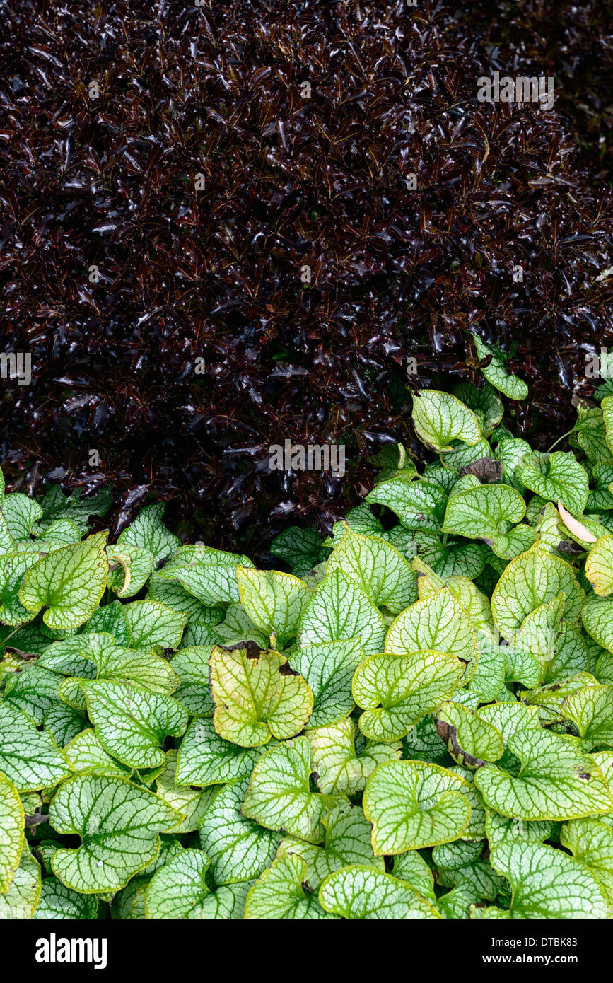 Brunnera macrophylla pittosporum tenuifolium tom thumb mix mixed ...