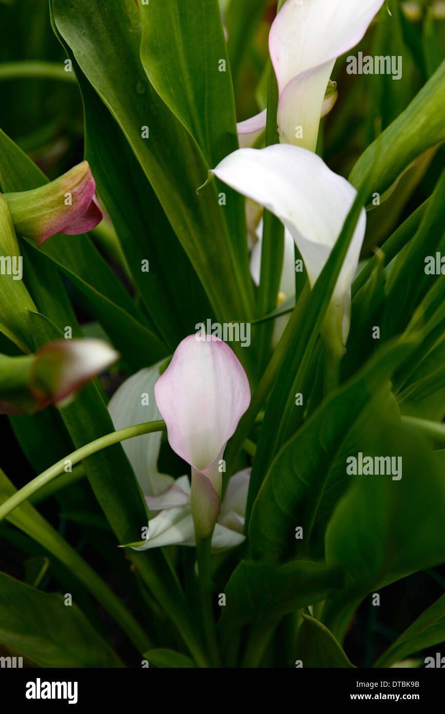 Zantedeschia bloom hi-res stock photography and images - Alamy