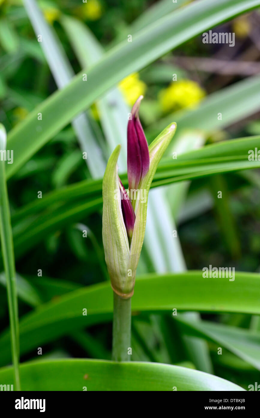 Unopen flowers hi-res stock photography and images - Alamy