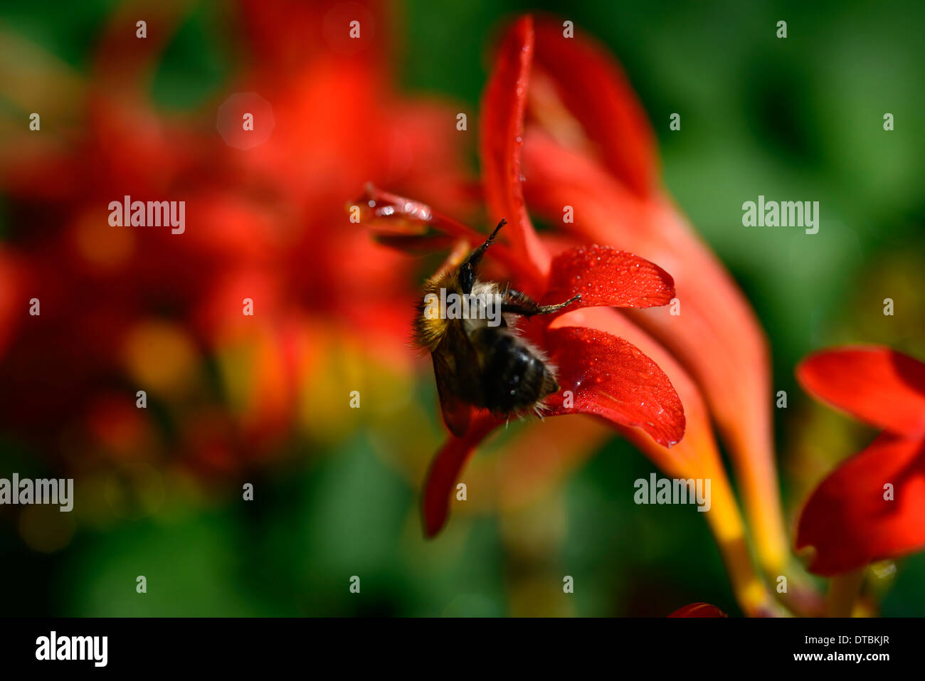 crocosmia lucifer flower bee feed feeding spike spikes flowers ...