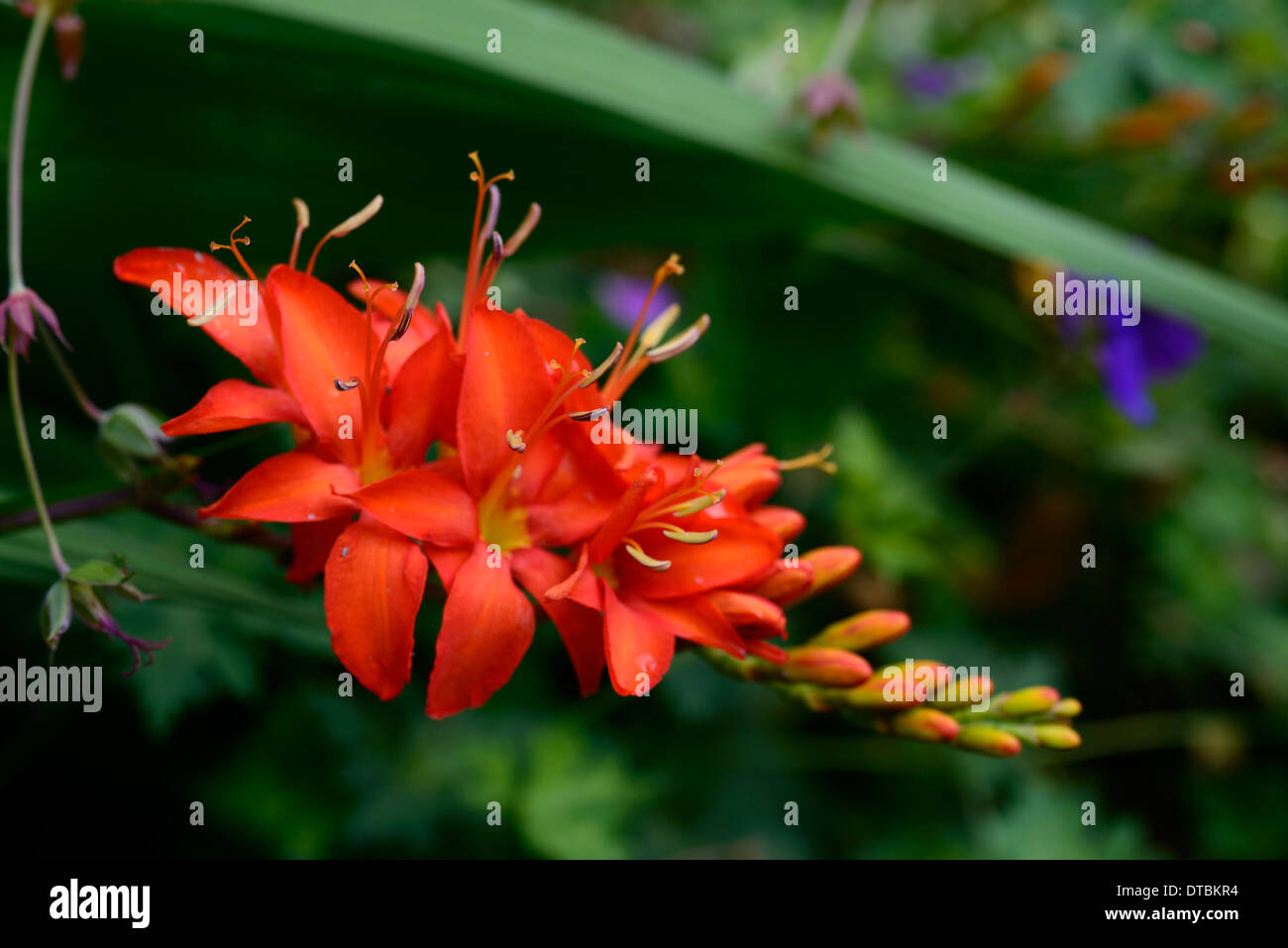 Orange flower spike hi-res stock photography and images - Alamy