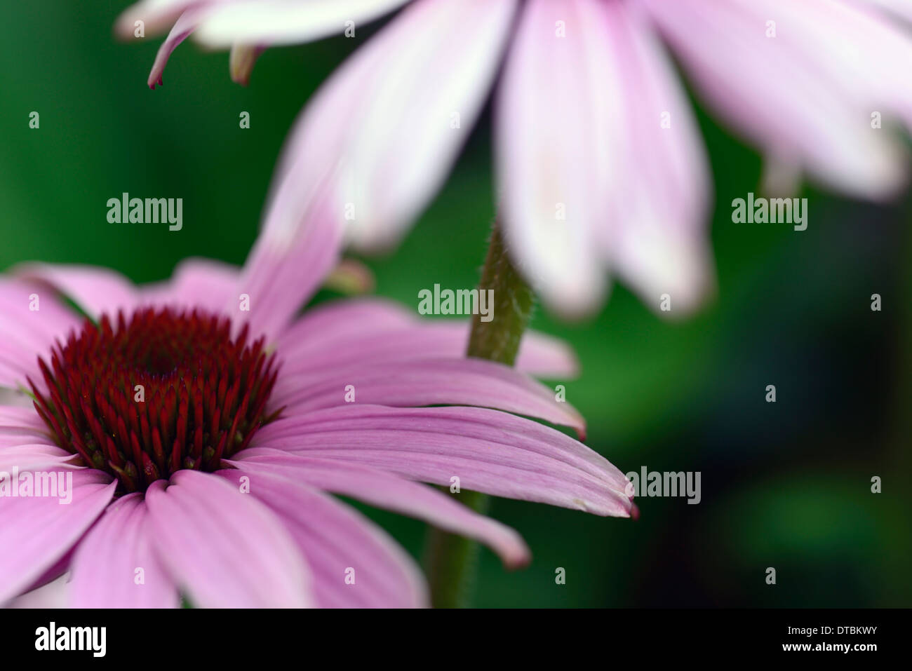 echinacea purpurea magnus purple coneflower coneflowers flower flowers ...