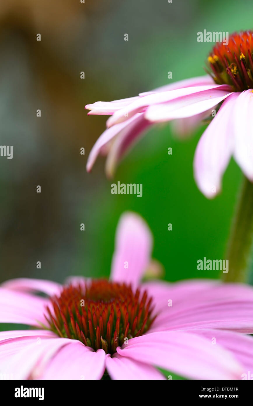 echinacea purpurea magnus purple coneflower coneflowers flower flowers ...
