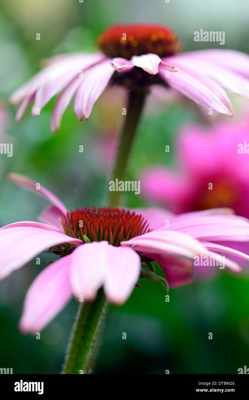 echinacea purpurea magnus purple coneflower coneflowers flower flowers ...