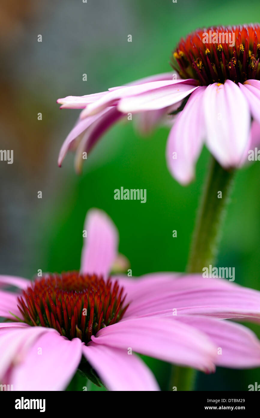 echinacea purpurea magnus purple coneflower coneflowers flower flowers ...