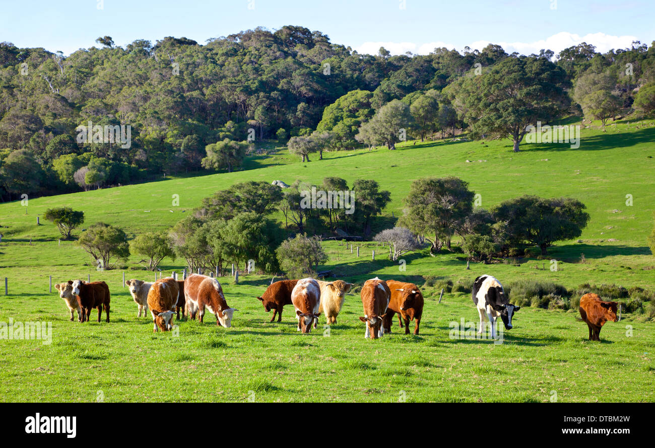 Australian cattle farm hi-res stock photography and images - Alamy