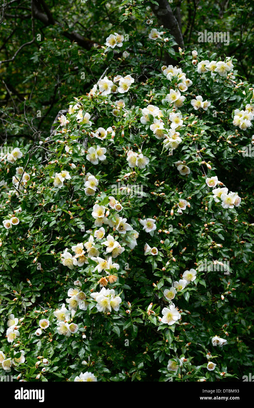 Eucryphia glutinosa hi-res stock photography and images - Alamy