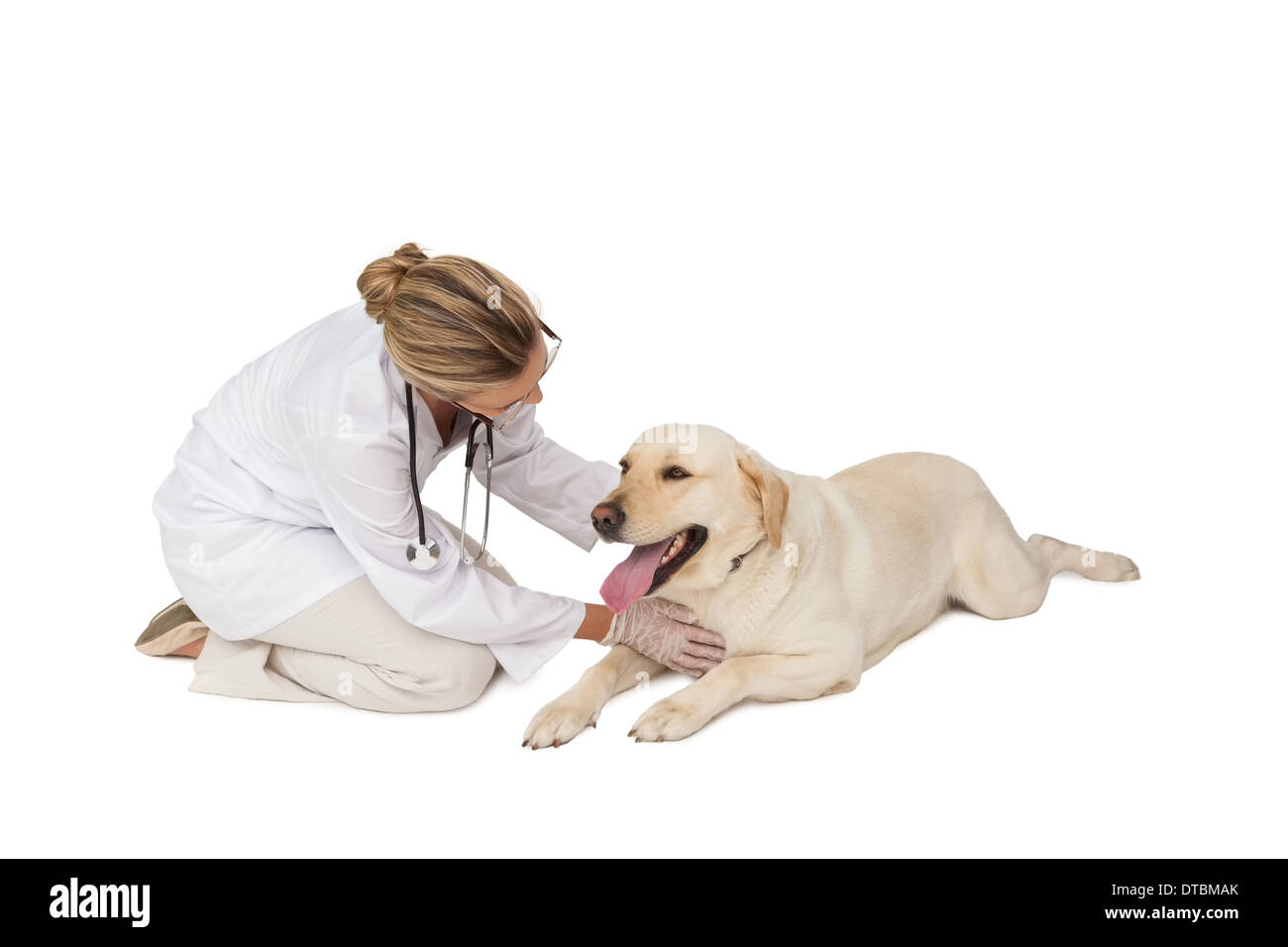 Pretty vet stroking yellow labrador dog Stock Photo - Alamy