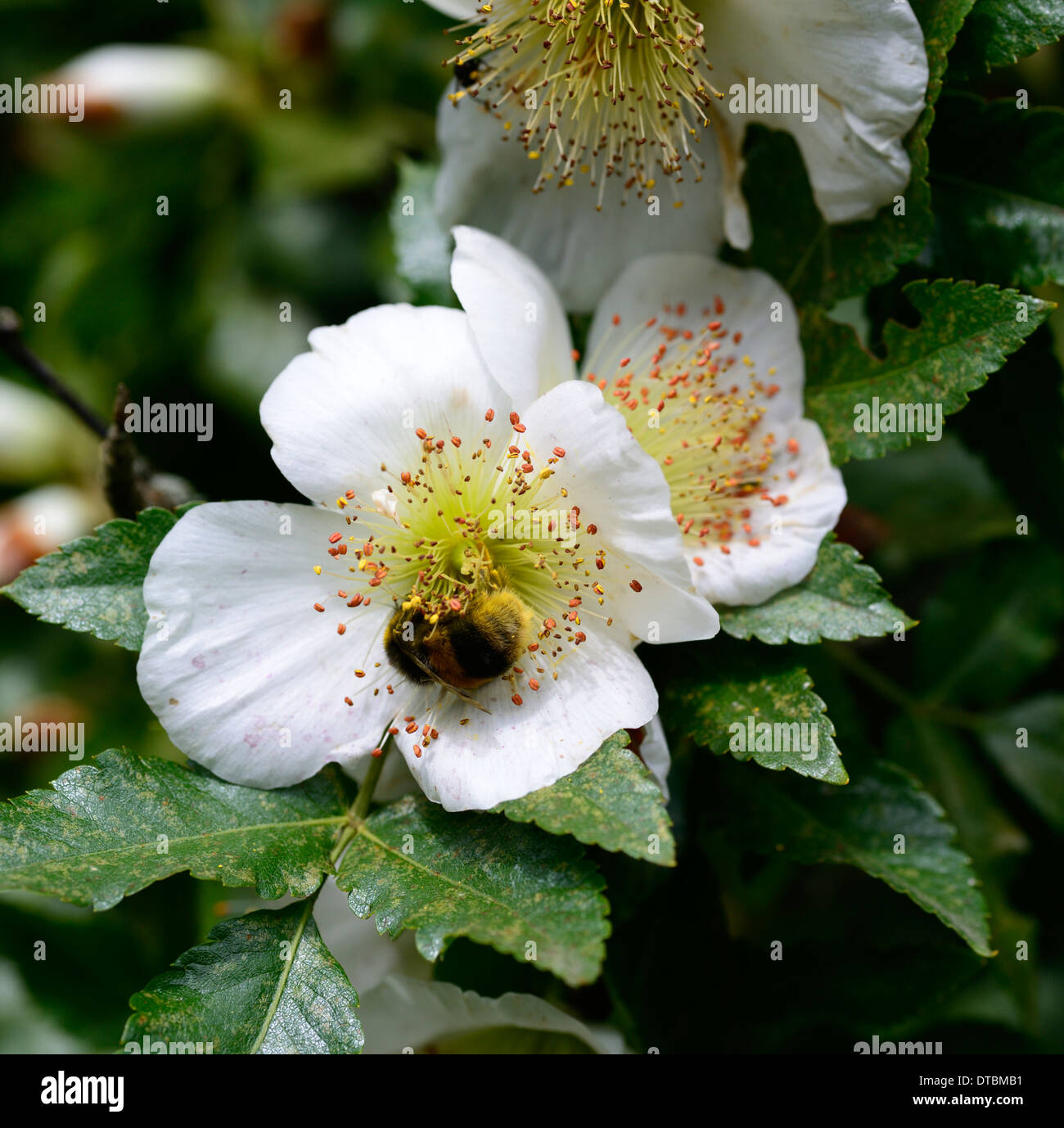 Eucryphia High Resolution Stock Photography and Images - Alamy