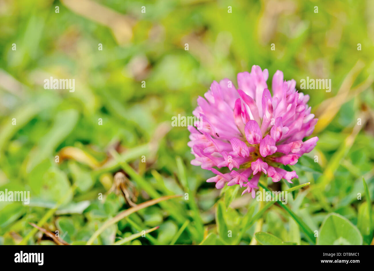 Red clover grass hi-res stock photography and images - Alamy