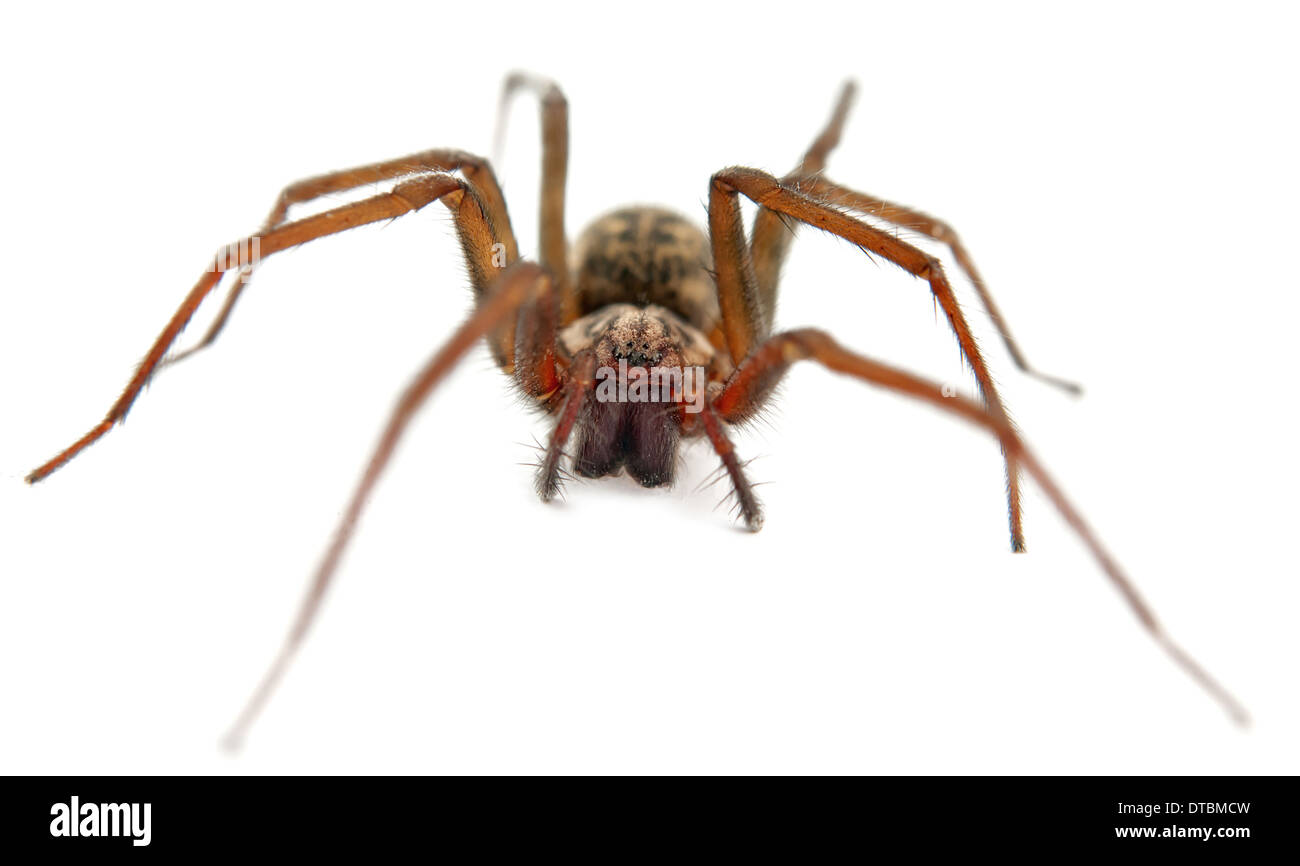 Live spider hi-res stock photography and images - Alamy