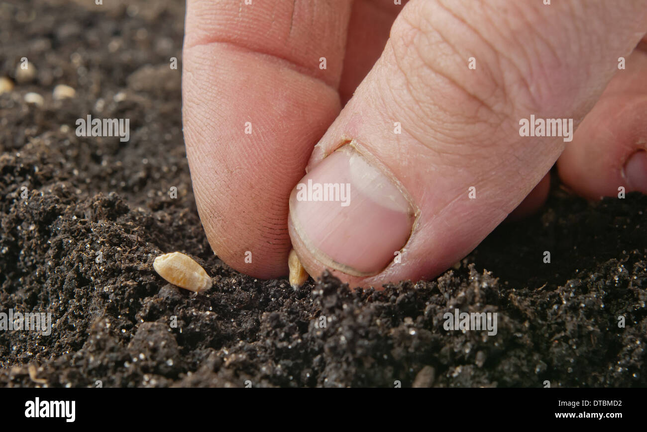 Planting seed hi-res stock photography and images - Alamy