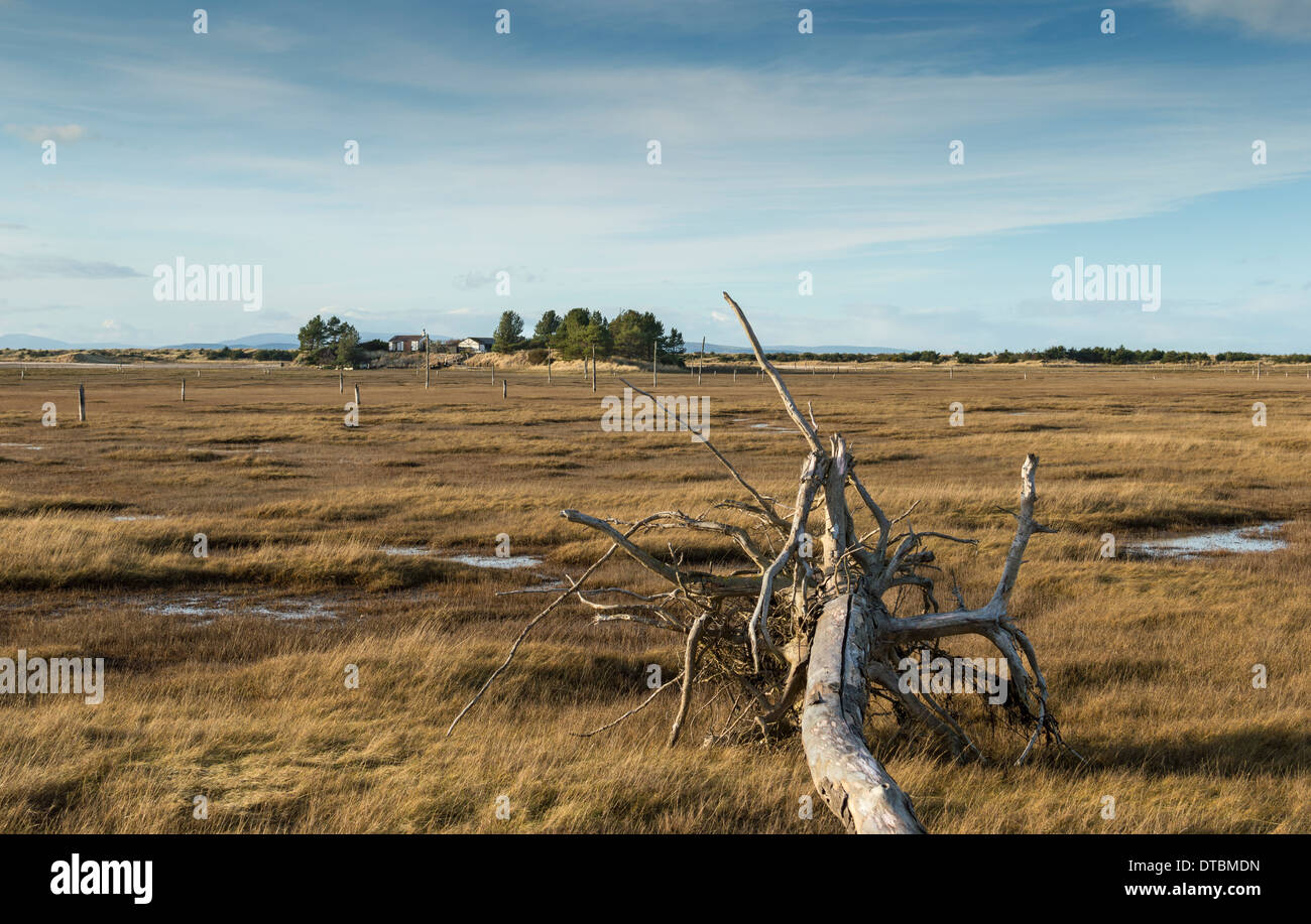 CULBIN SALTMARSH MORAY AND DUCK ISLAND WITH HOUSE AND FIR TREES Stock ...