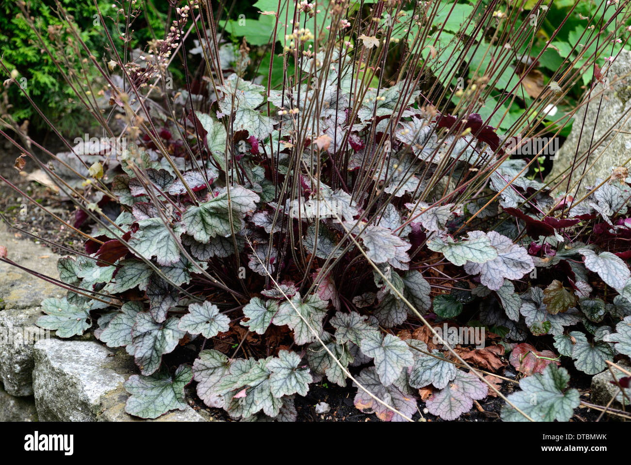 Purple plum pudding hi-res stock photography and images - Alamy