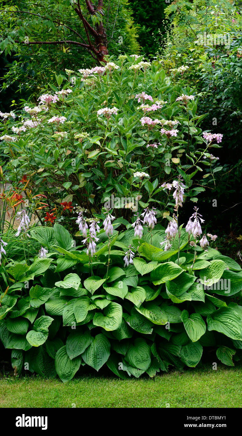 hosta green foliage leaves spirea japonica pink purple flower flowers ...