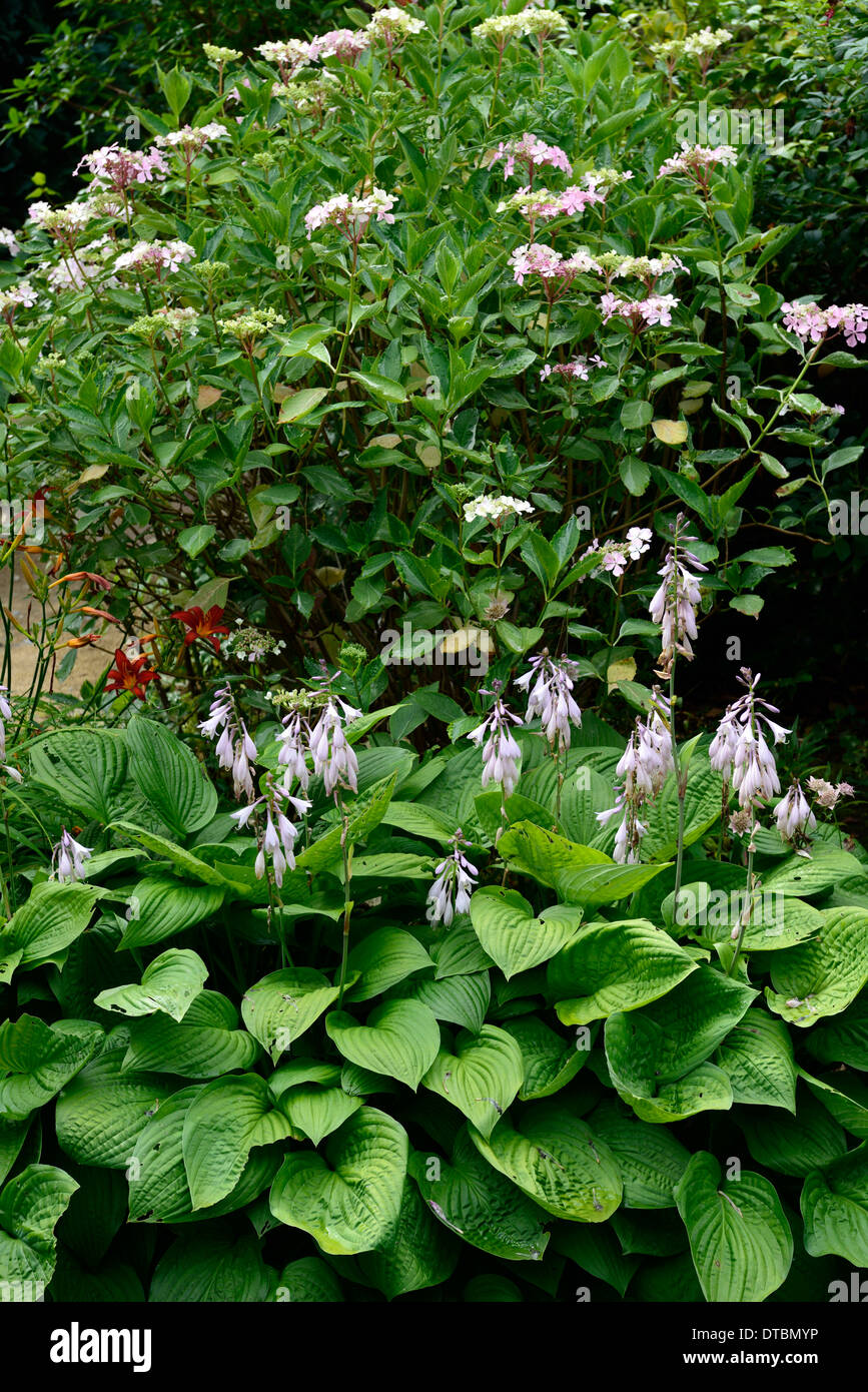 hosta green foliage leaves spirea japonica pink purple flower flowers ...
